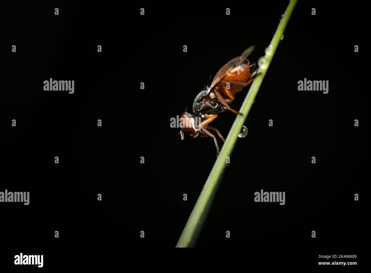 A close up of a Picture-winged fly (Ulidiidae) on a stem and black ...