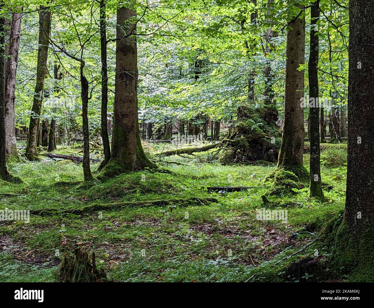 A scenic view of a green forest with a fallen tree Stock Photo - Alamy