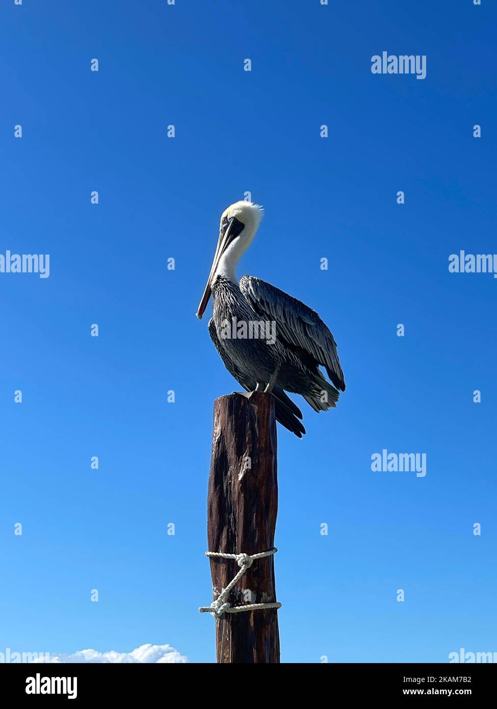 A vertical shot of the pelican perched on the wood against a blue sky ...