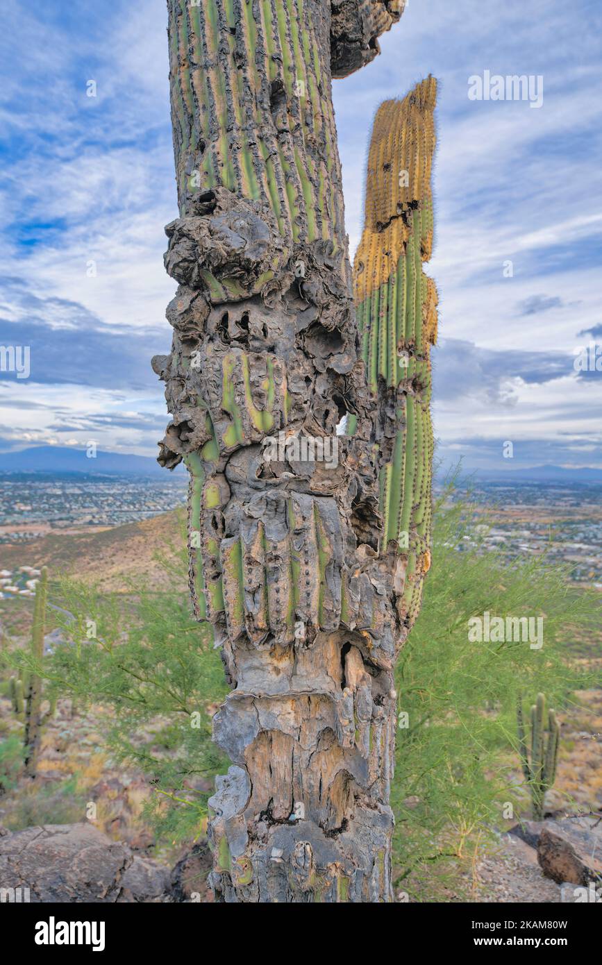 Dying cactus hi-res stock photography and images - Alamy