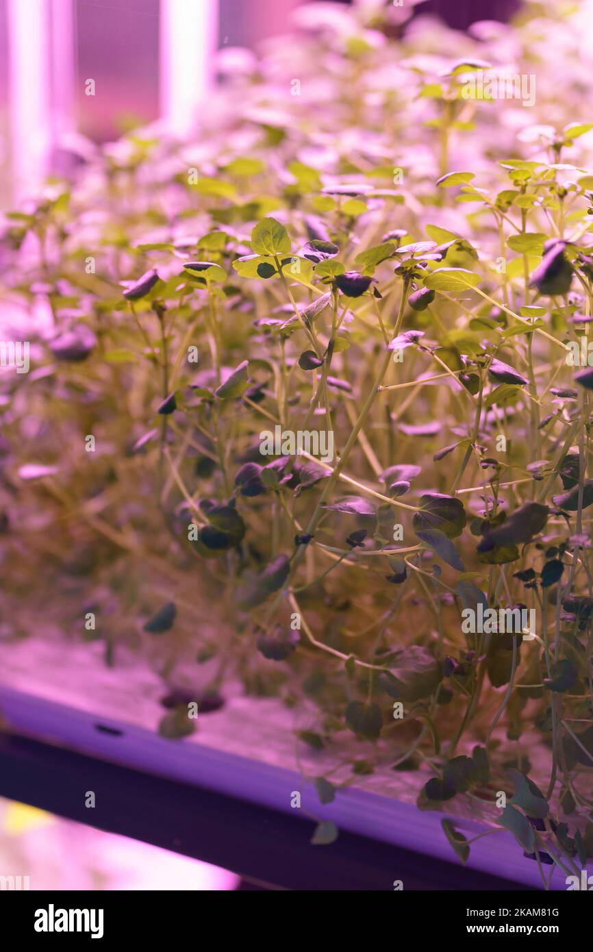 Salad grow in vertical farm under ultraviolet UV plant lights for ...