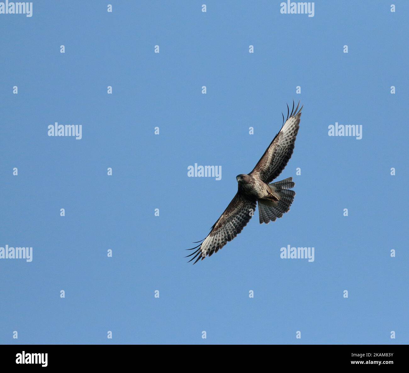 Juvenile buzzards hi-res stock photography and images - Alamy