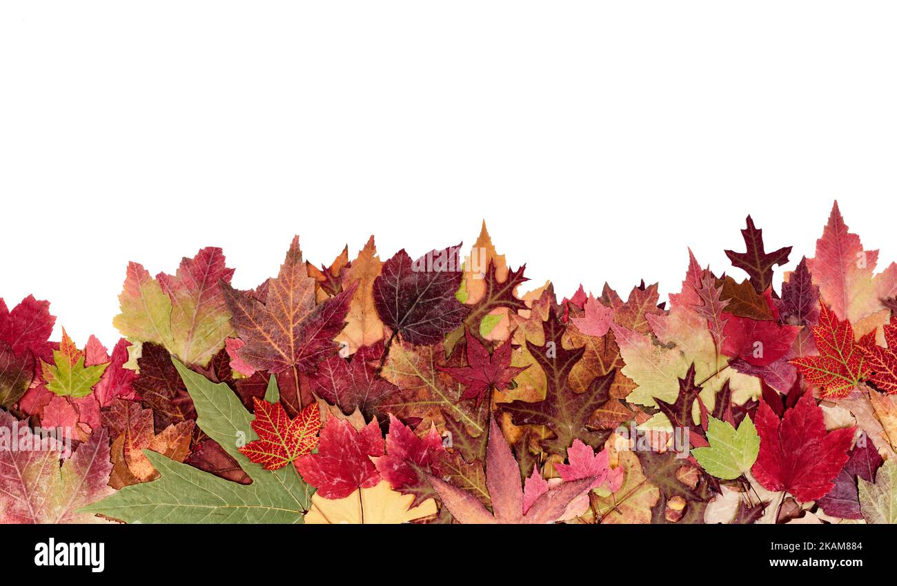 Autumn or fall leaf border isolated on white background Stock Photo - Alamy