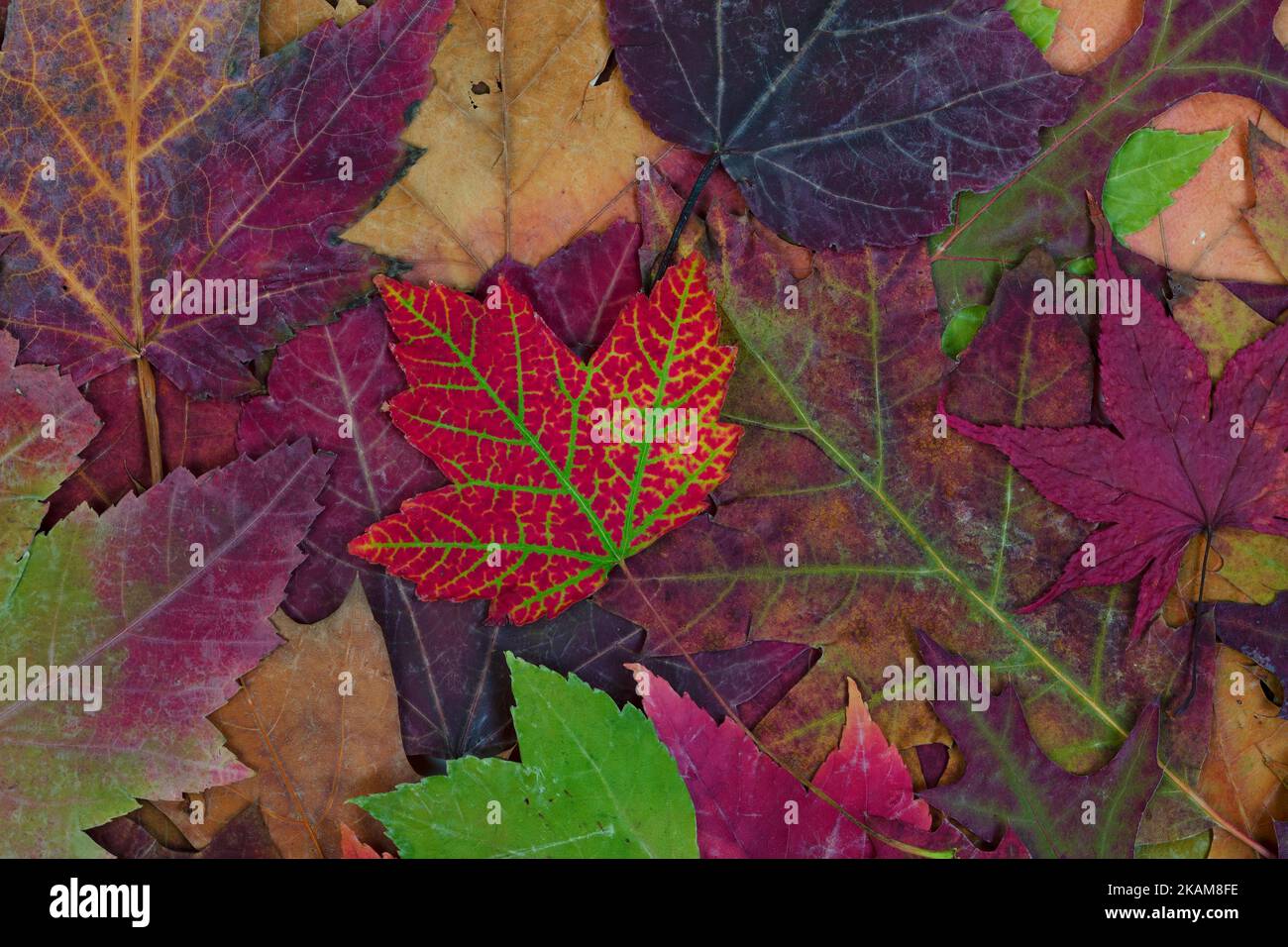 Autumn or fall leaf background in filled frame format for the holiday ...