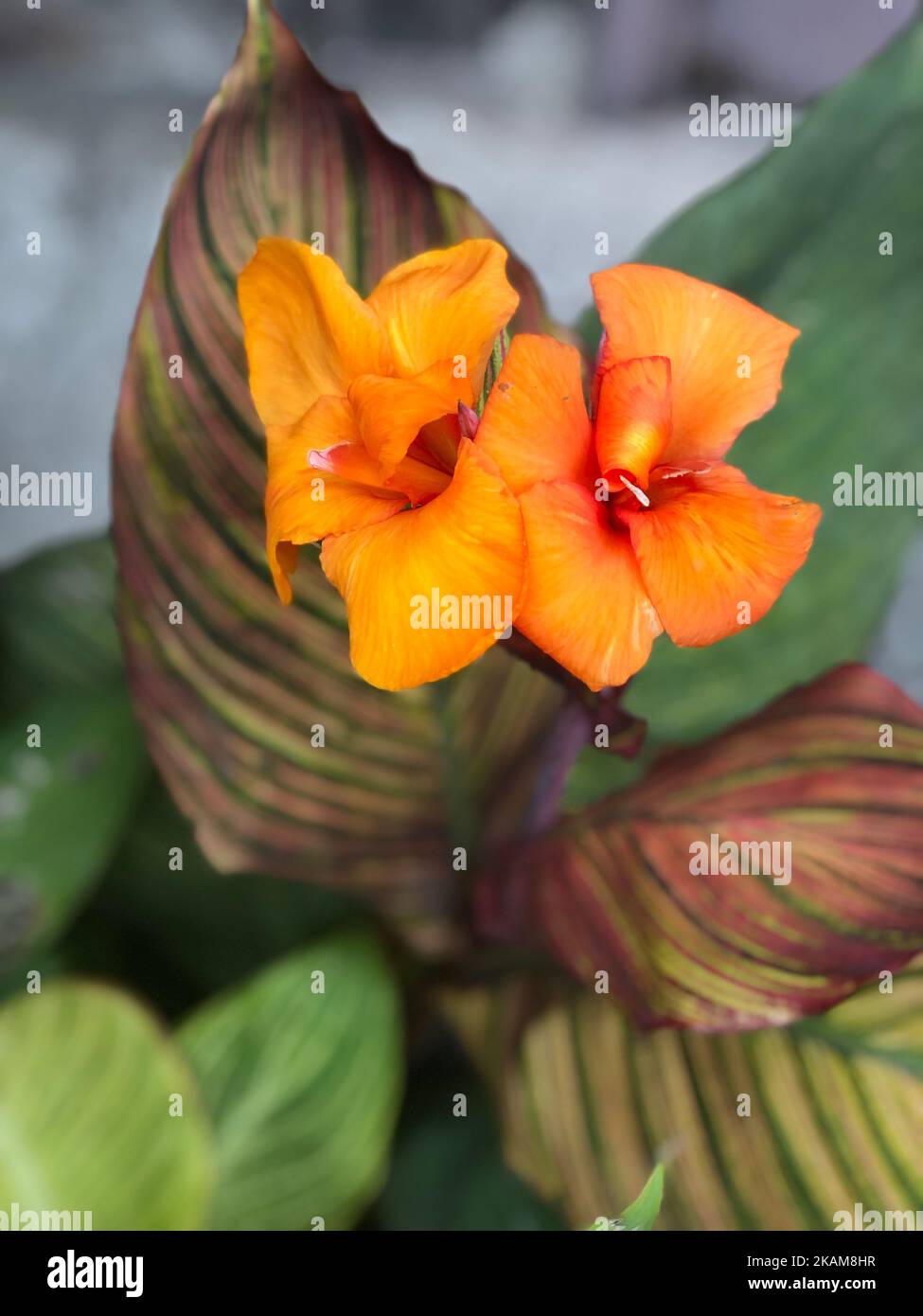 A vertical shot of orange Indian shot flowers in a garden Stock Photo ...