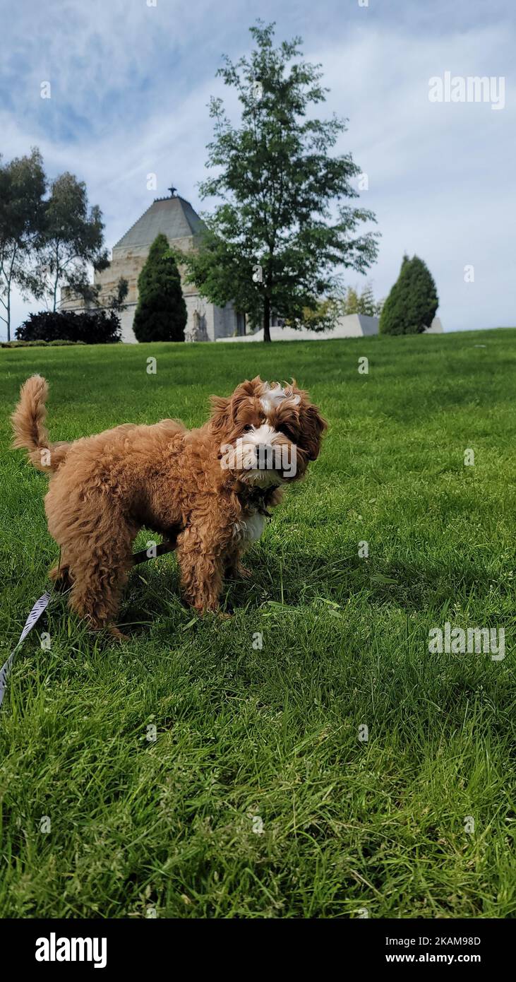 A vertical shot of a Cavapoo dog in a green field during the day Stock ...