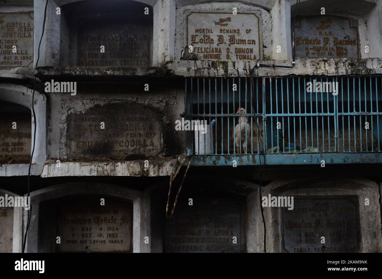 A chicken cage built in a tomb in Carreta Cemetery on 27 March 2017 ...