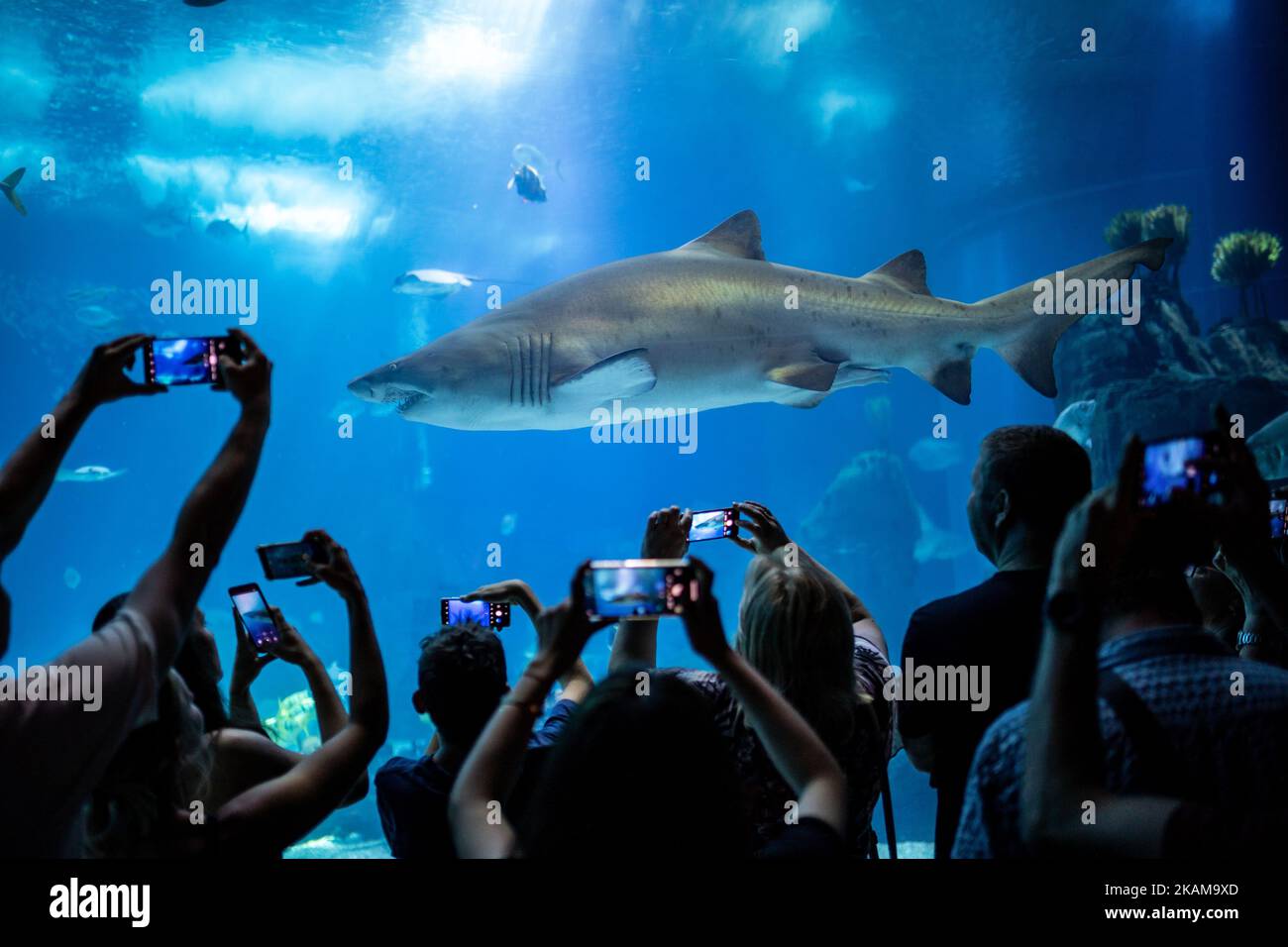 A back view of people taking pictures of a sand tiger shark in Lisbon ...