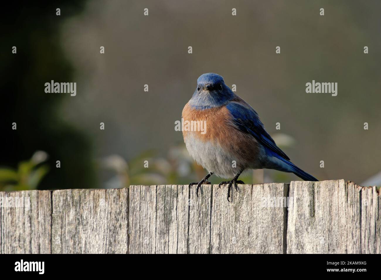 A blue bird perched on a wood Stock Photo - Alamy