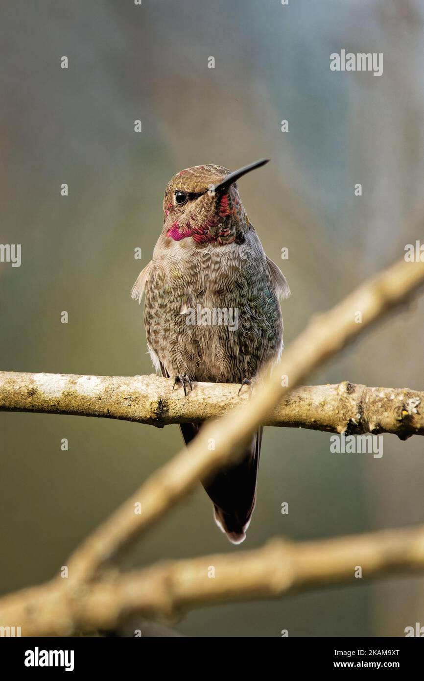 A vertical shot of the hummingbird perched on a tree branch Stock Photo ...