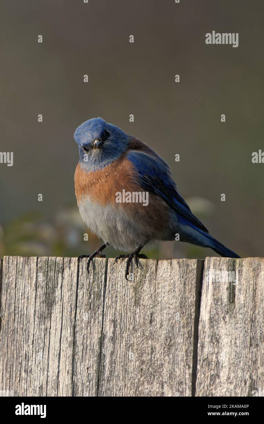 A blue bird perched on a wood Stock Photo - Alamy