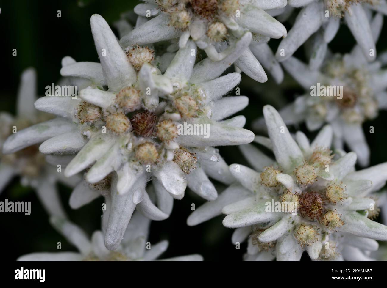 Alpine flowers of rare beauty, edelweiss have always been the queen ...