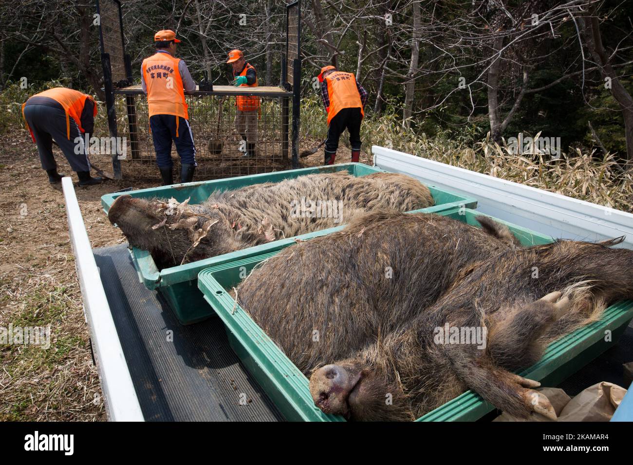 Members of Tomioka town's animal control hunters group set-up a booby ...
