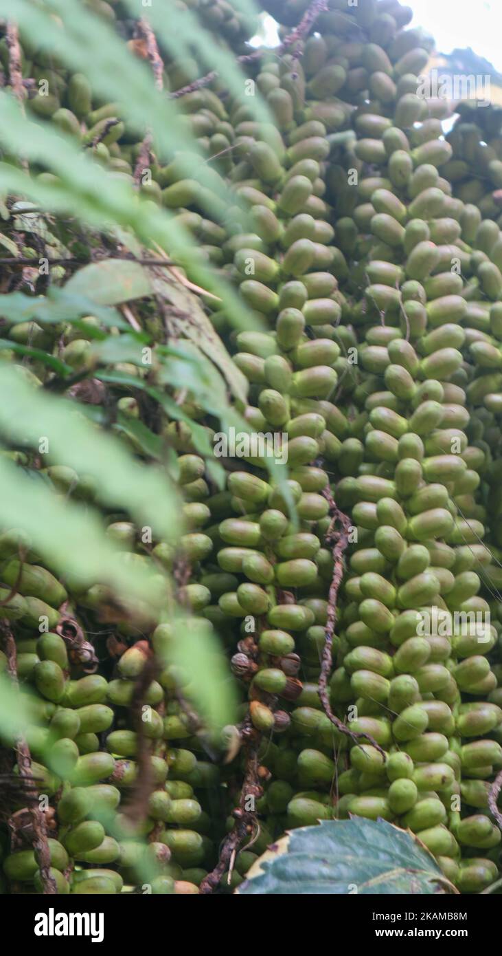 green palm fruit hanging from the palm tree Stock Photo - Alamy