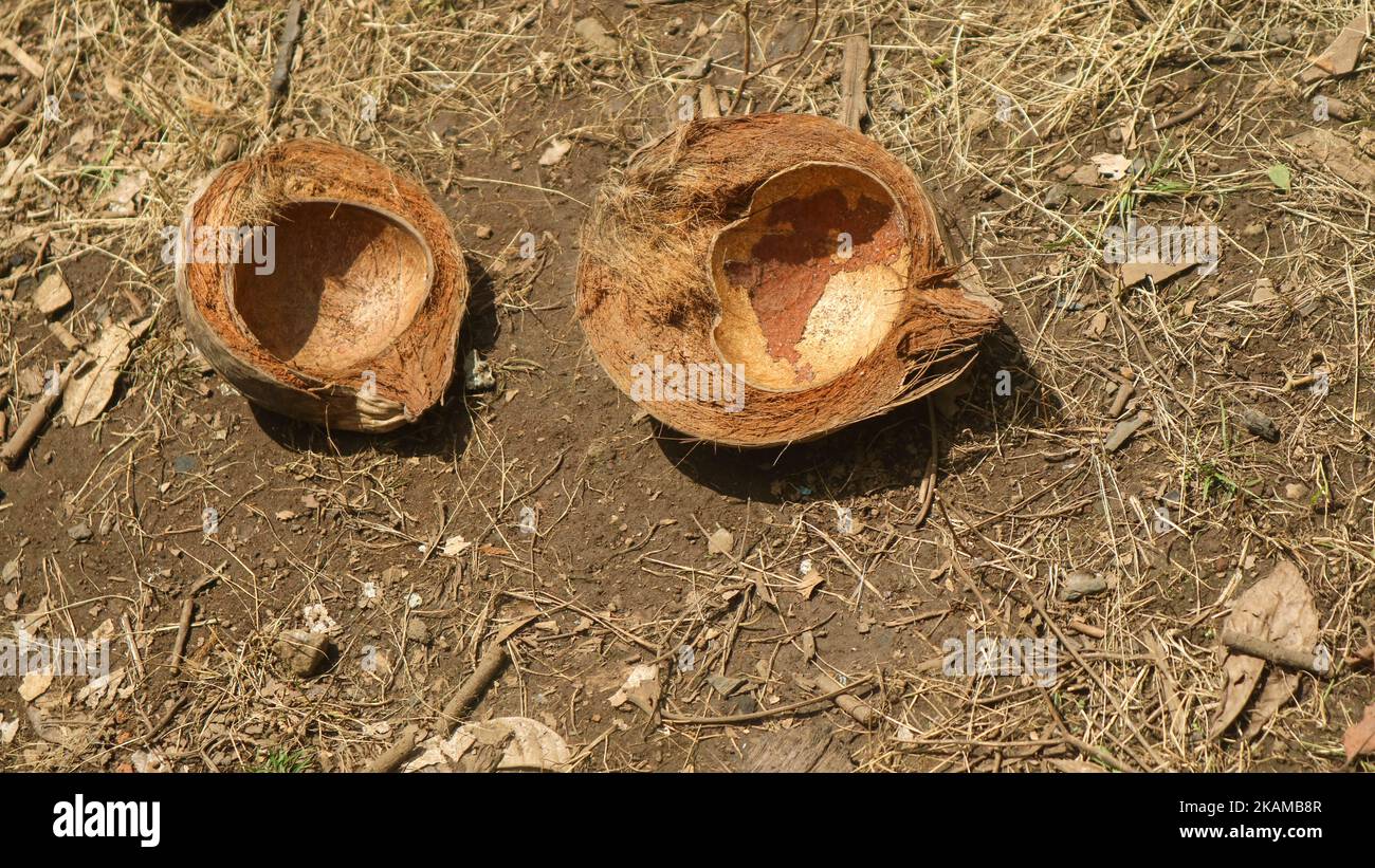coconut coir fiber shell on the ground Stock Photo - Alamy
