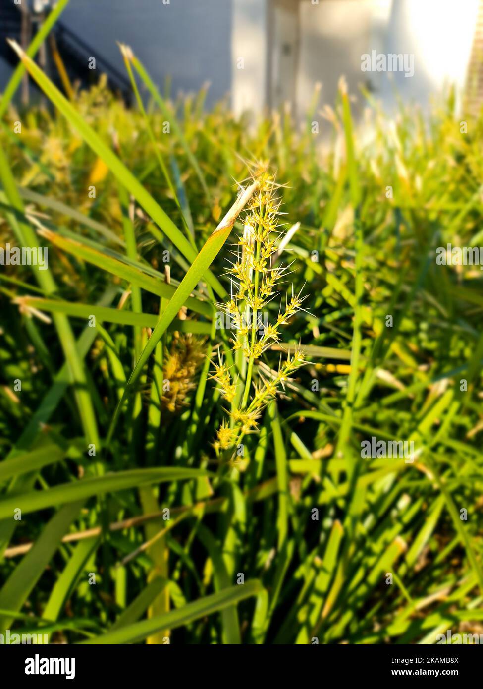 Field Sandbur
