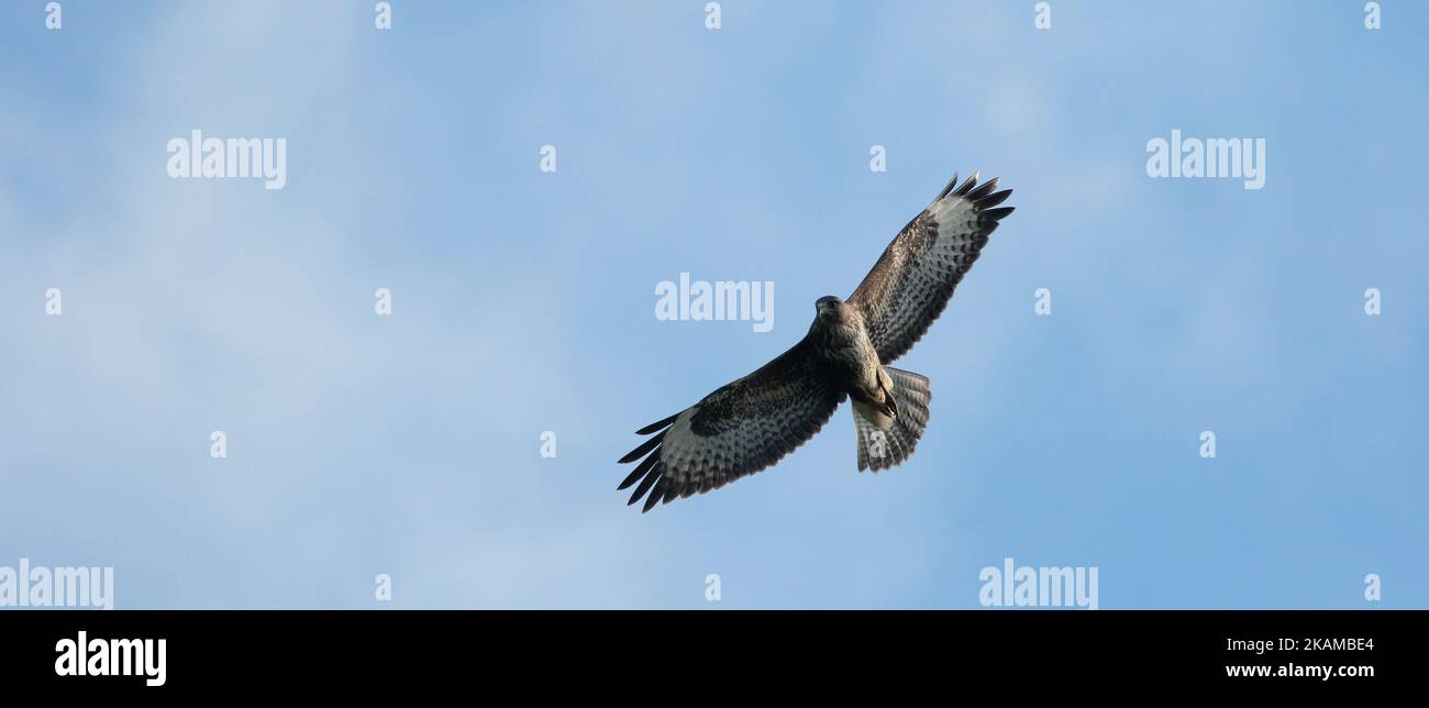 Juvenile buzzards hi-res stock photography and images - Alamy