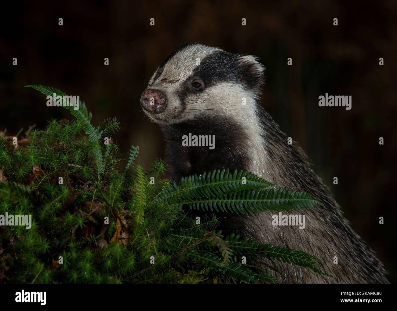 Badger (Meles meles) seaching for food in the rain, Morvern, Scottish ...