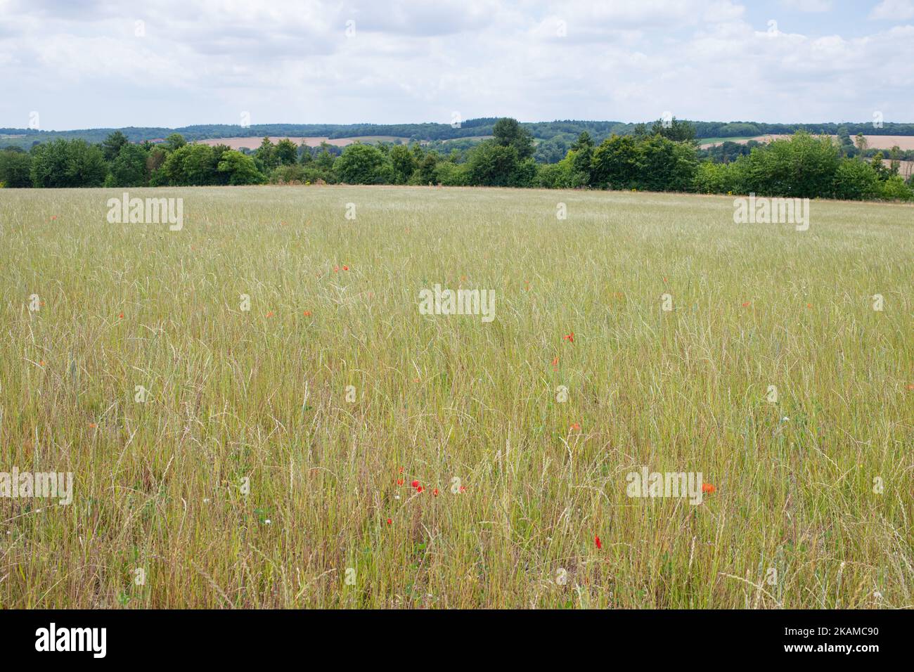 Ryegrass field uk hi-res stock photography and images - Alamy