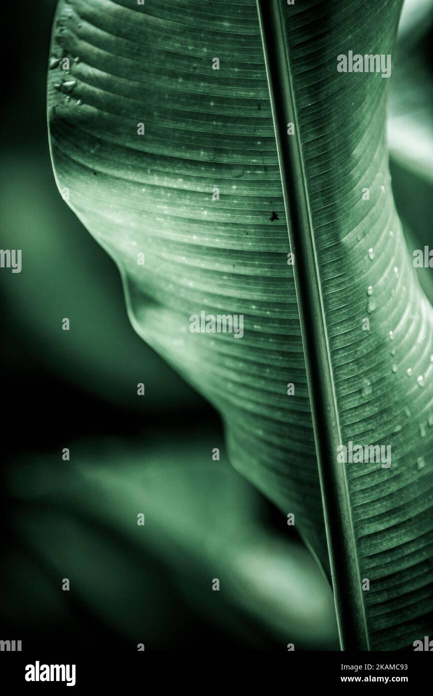 details of Palm leafs in different shades and colors Stock Photo - Alamy
