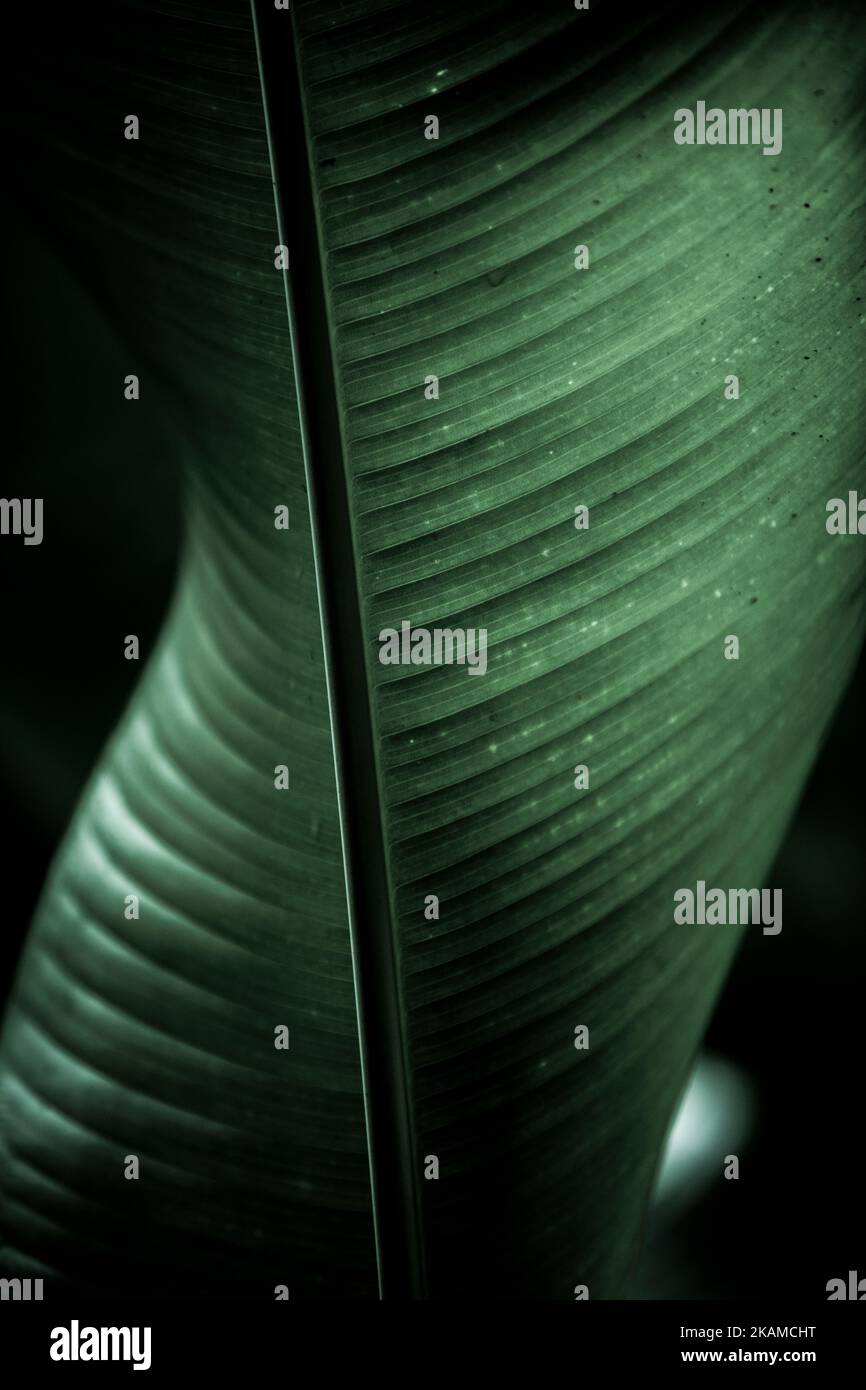 details of Palm leafs in different shades and colors Stock Photo - Alamy