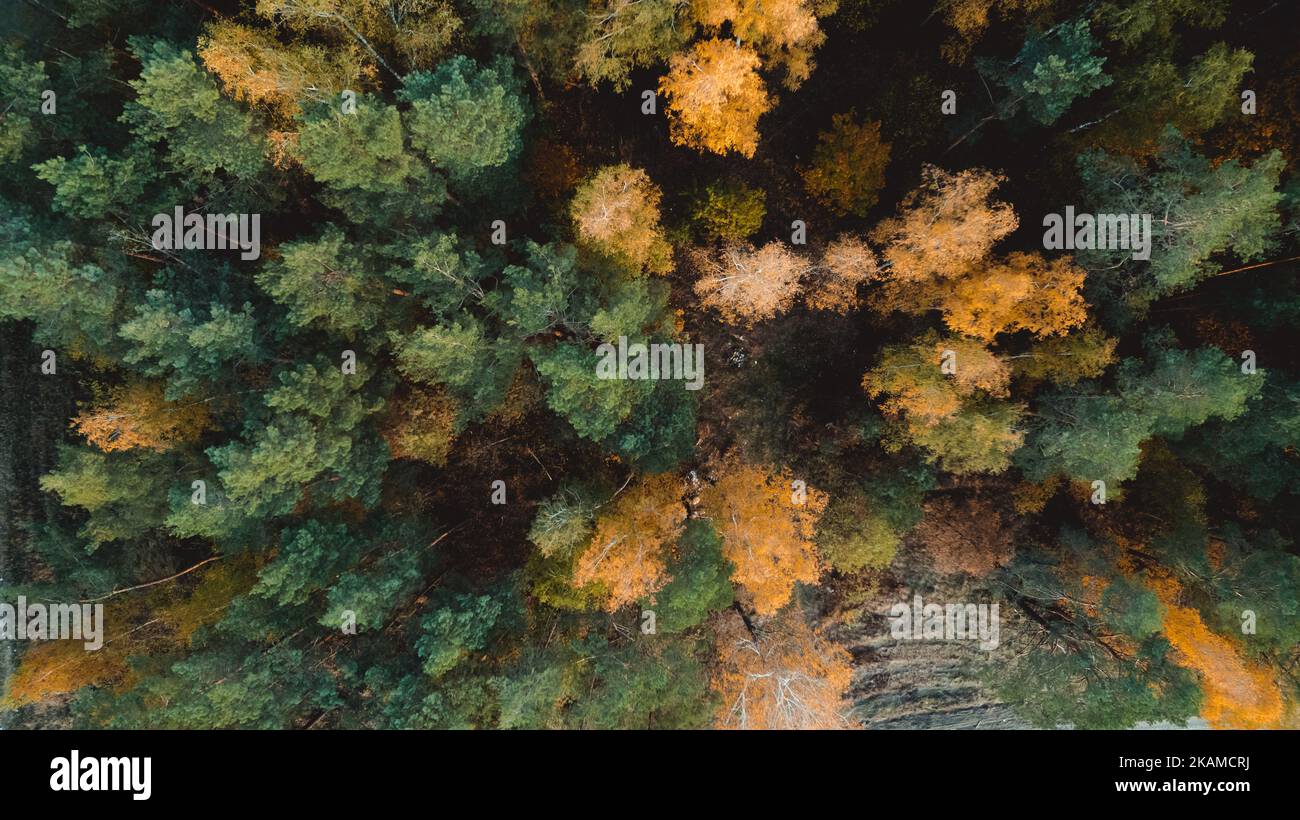 Drone view autumn forest hi-res stock photography and images - Alamy