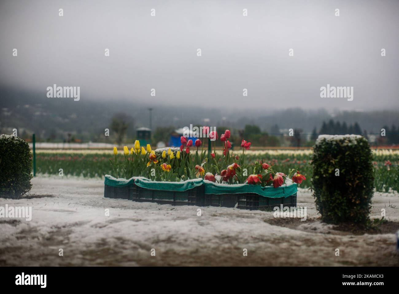 Horticulture crops india hi-res stock photography and images - Alamy