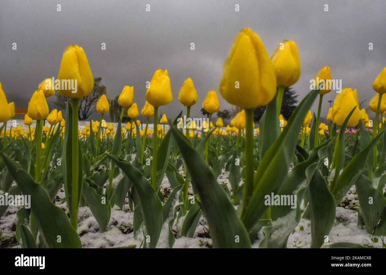 Tulip flowers in full bloom are covered in a snow at Siraj Bagh where ...