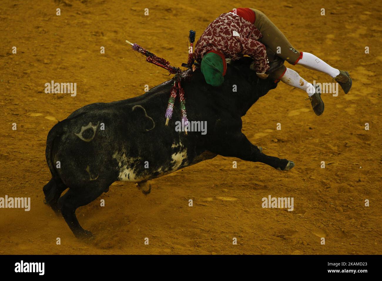 Bull vila franca portugal hi-res stock photography and images - Alamy