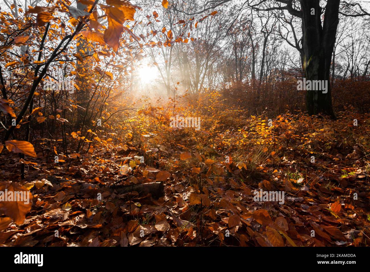 morning light in warm autumn forest with haze and sun rays Stock Photo ...