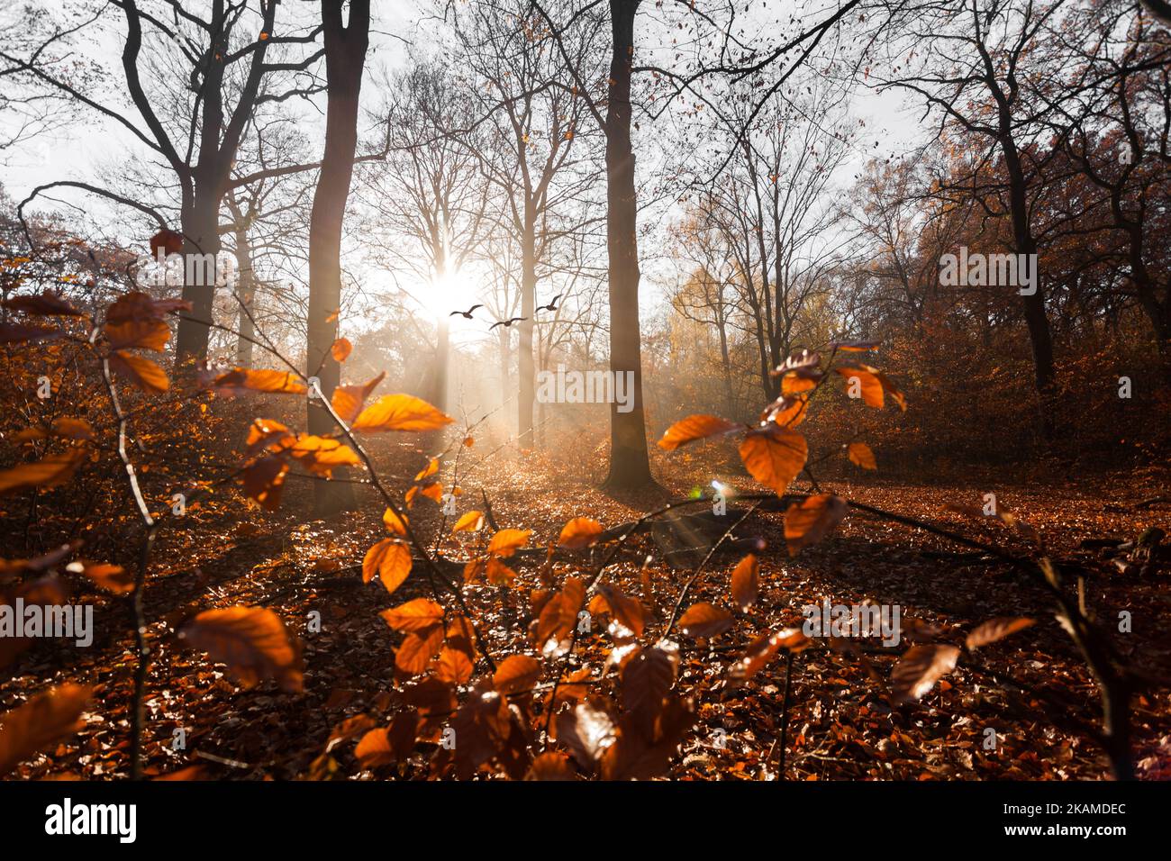 morning light in warm autumn forest with haze and sun rays Stock Photo ...