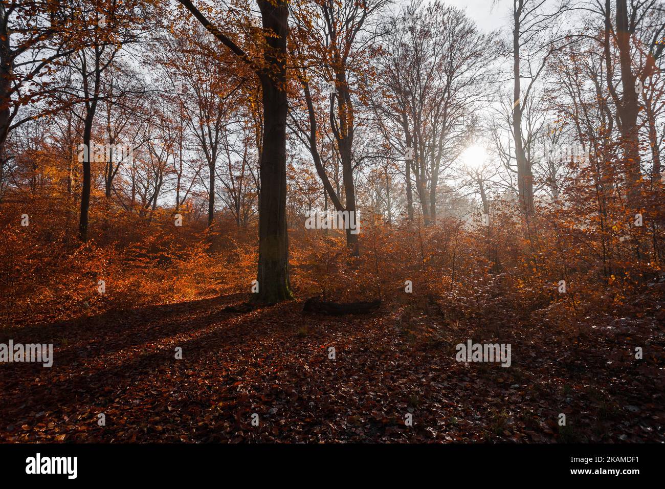 morning light in warm autumn forest with haze and sun rays Stock Photo ...