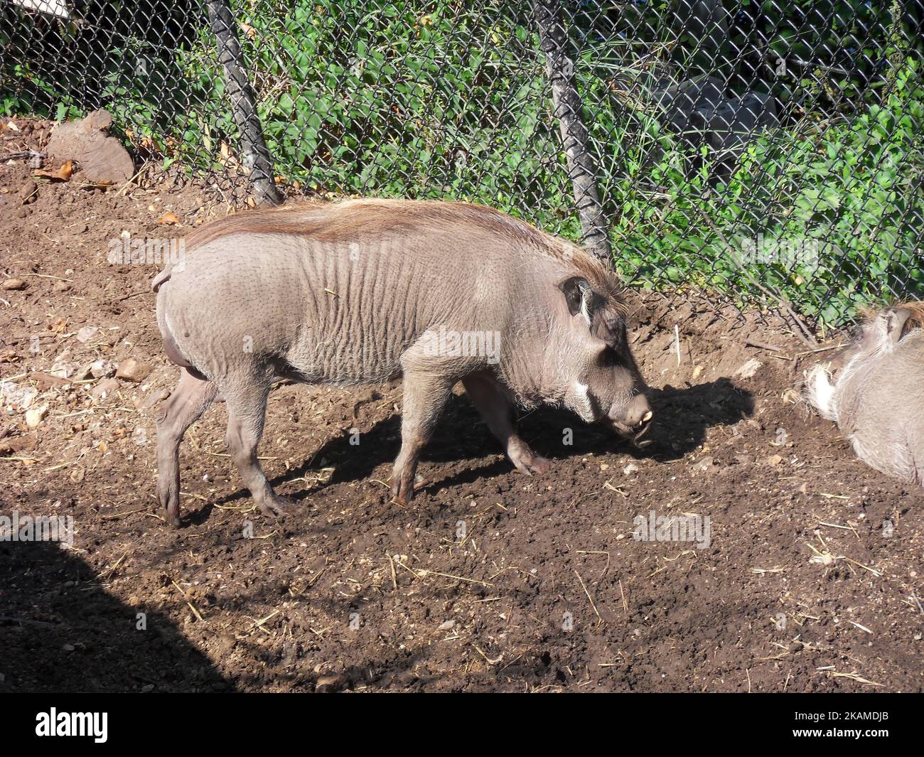 Boar in the wilderness hi-res stock photography and images - Alamy