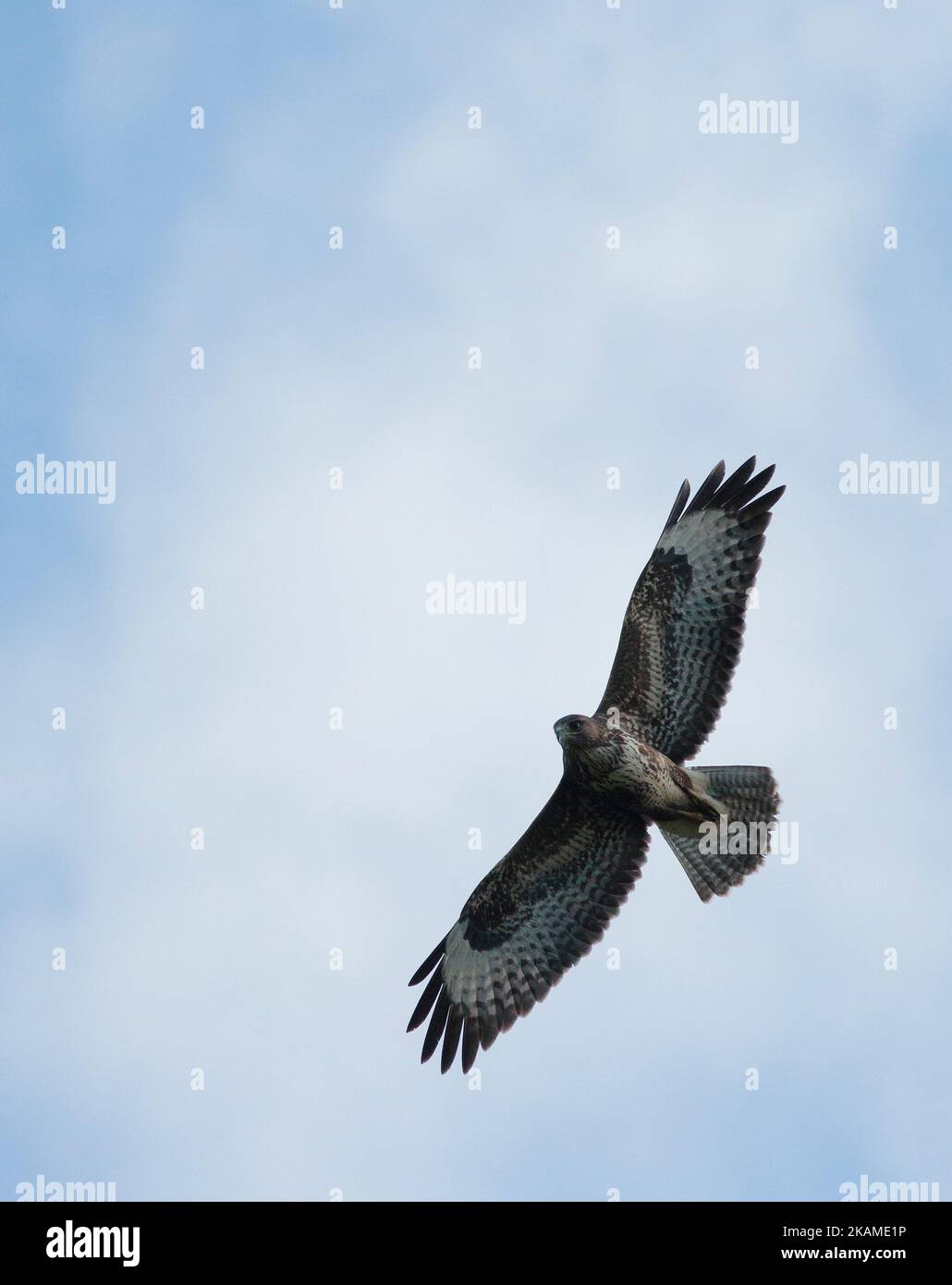 Tail feathers for a rudder hi-res stock photography and images - Alamy