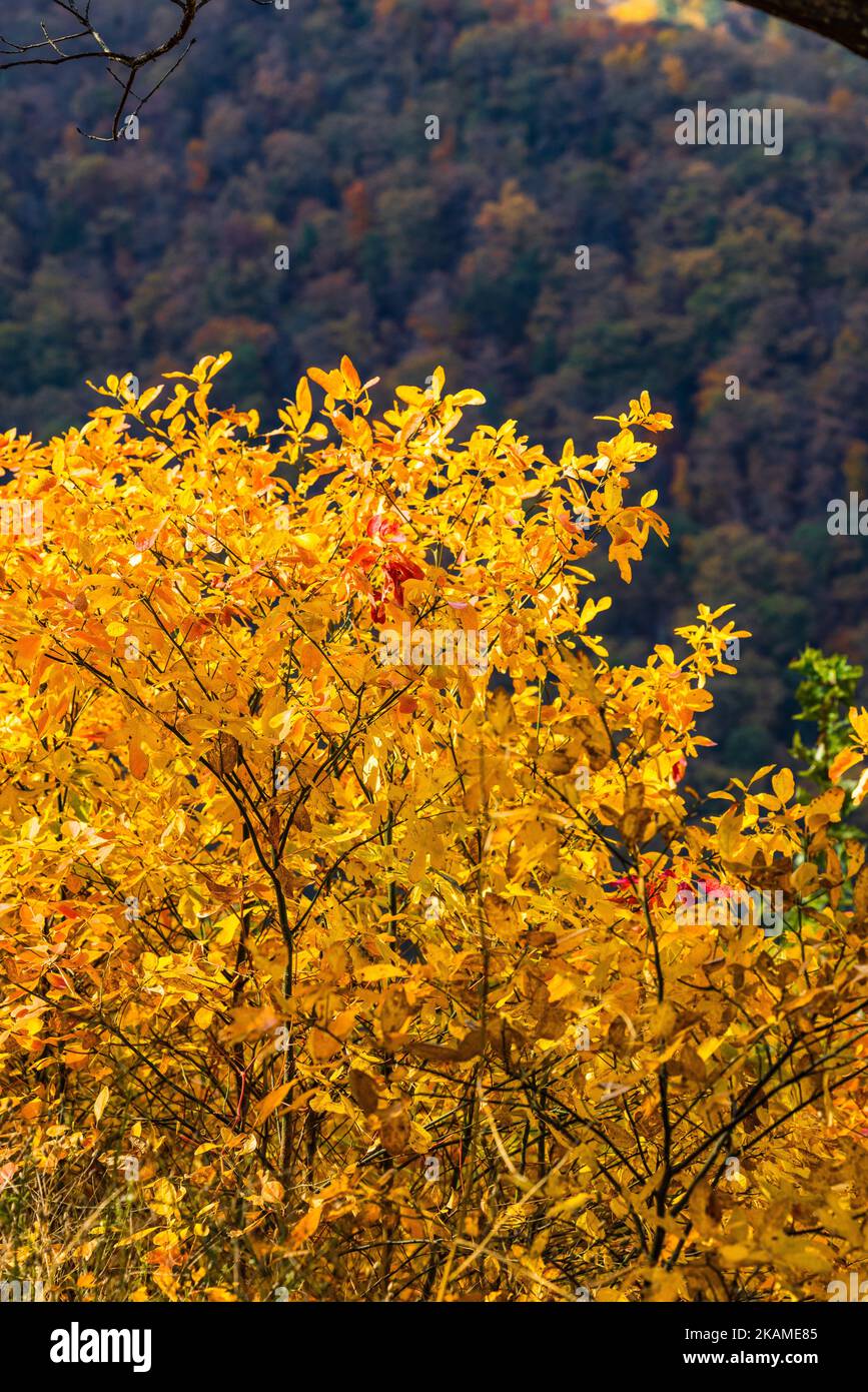 A vertical shot of the Shenandoah National Park. Blue Ridge Mountains ...