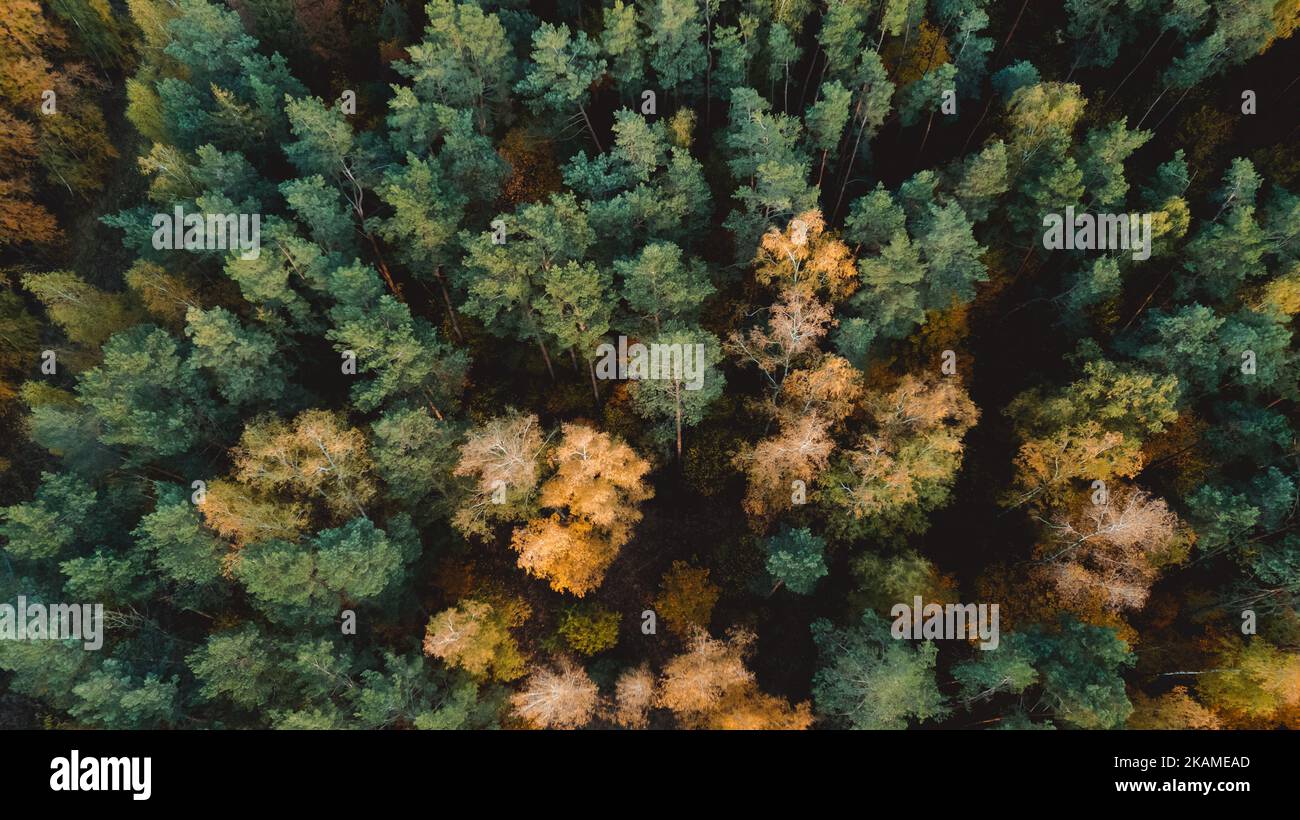 Autumn forest aerial drone view Stock Photo - Alamy