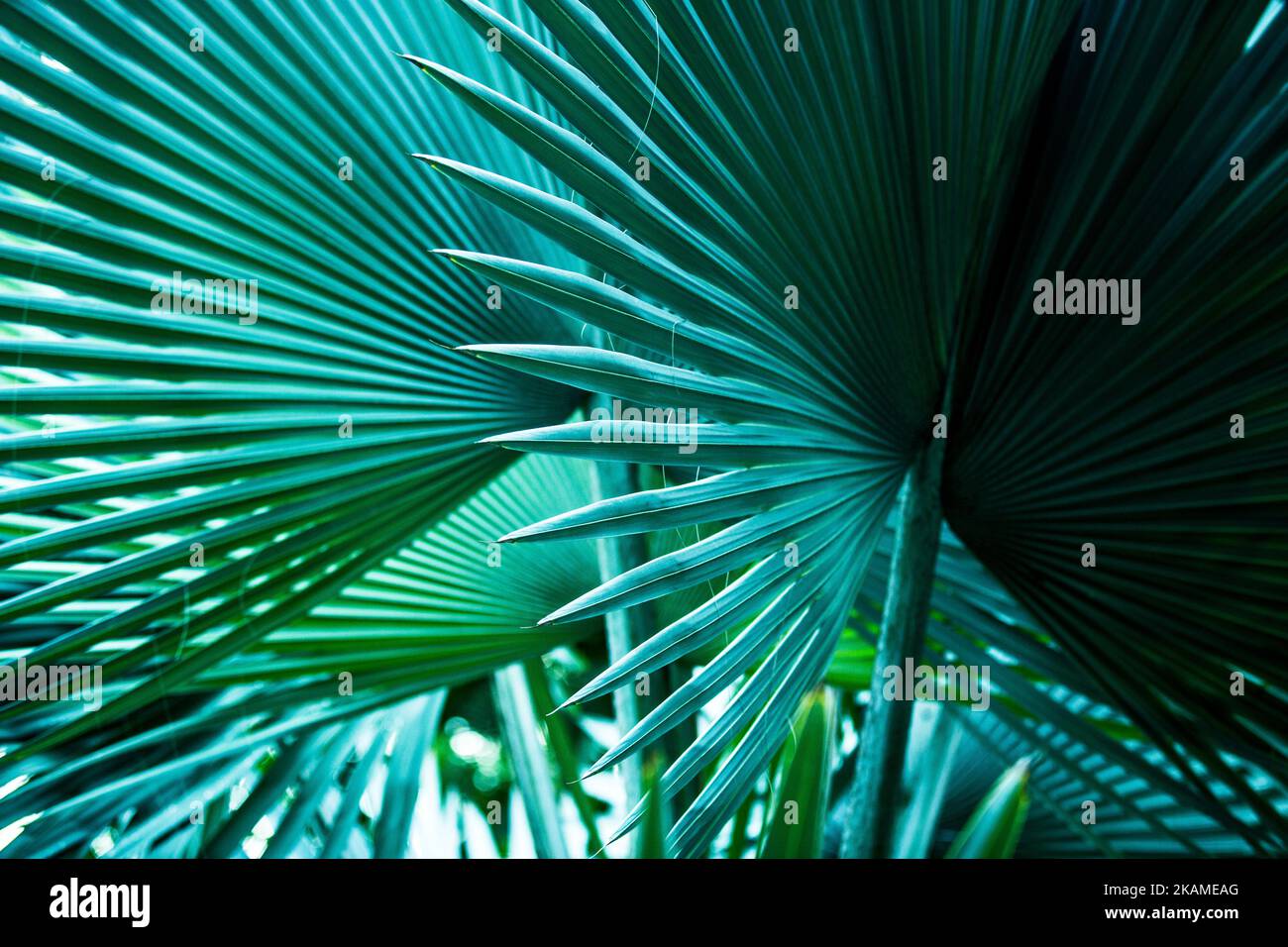 details of Palm leafs in different shades and colors Stock Photo - Alamy