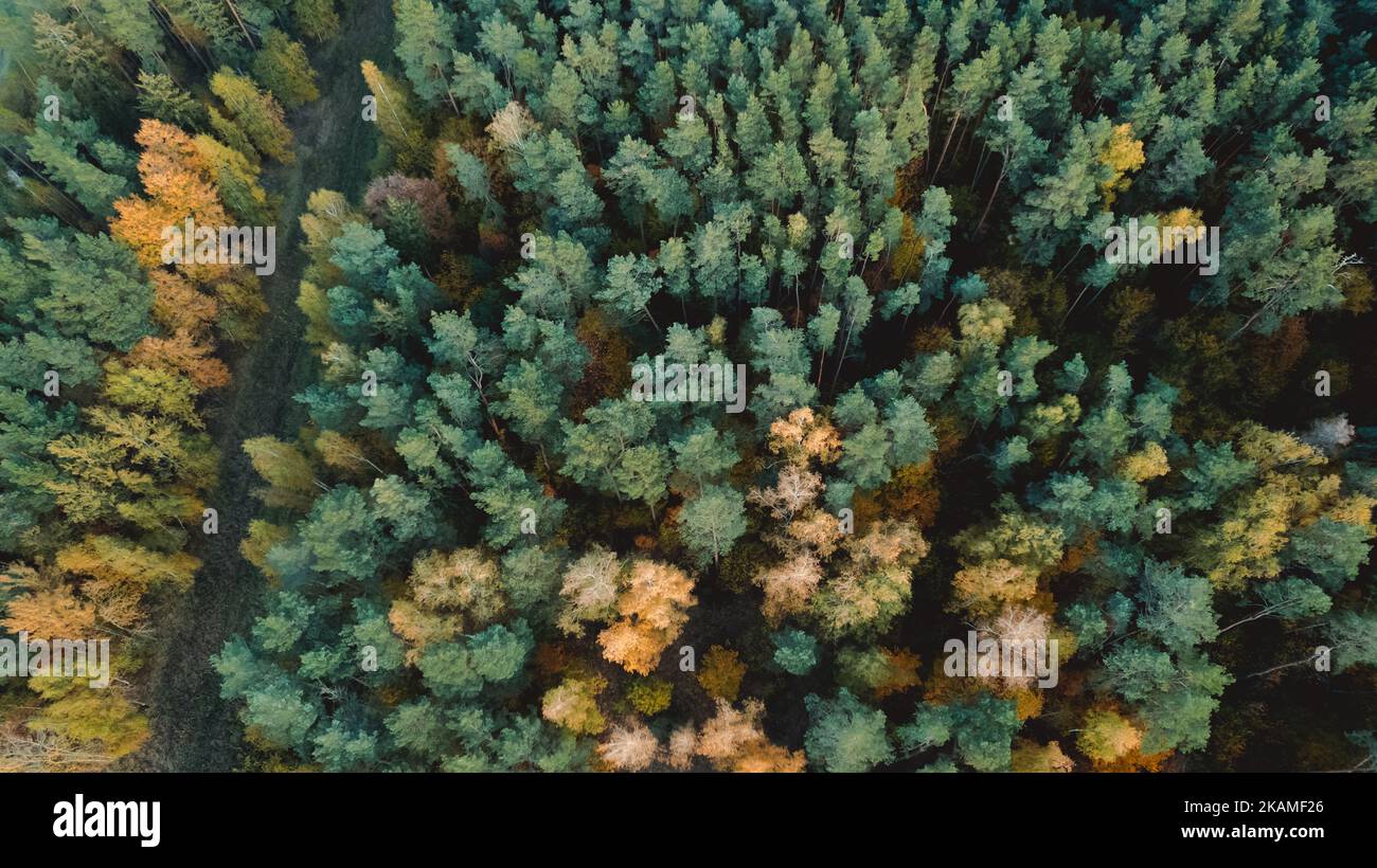 Forest drone view hi-res stock photography and images - Alamy