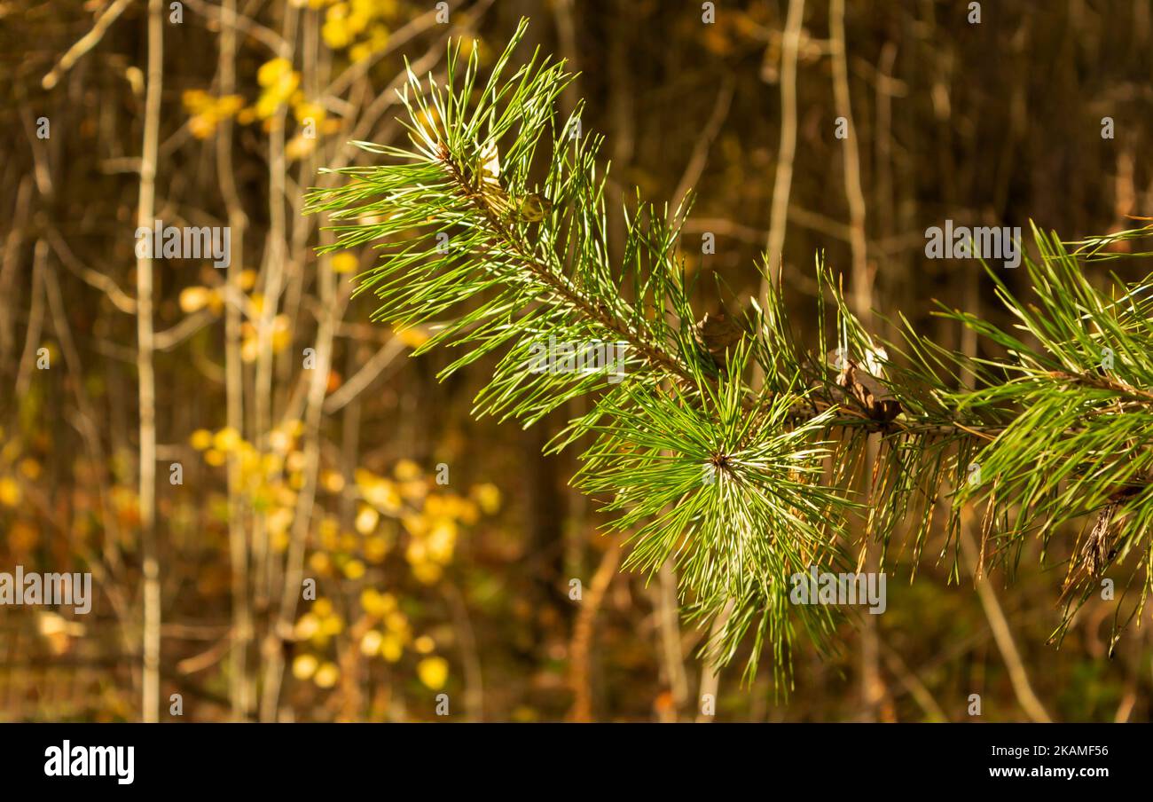 Close-up of a pine branch, in autumn against the background of autumn ...
