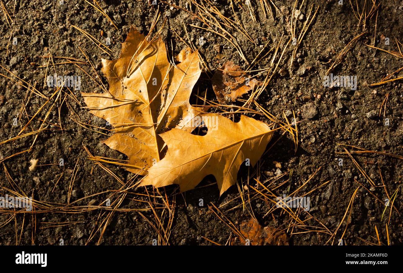 Two yellow leaves with dry needles on the ground Stock Photo - Alamy