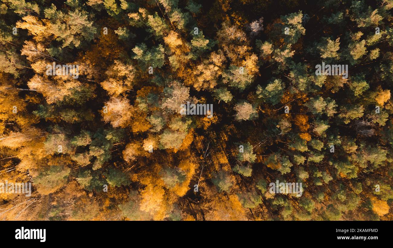 Drone view autumn forest hi-res stock photography and images - Alamy