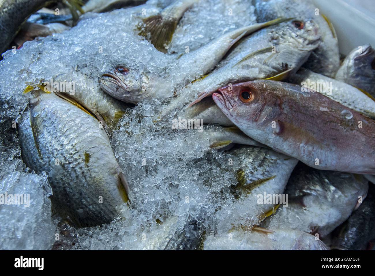 Intense movement of consumers in search of fish in the Fish Market, in ...
