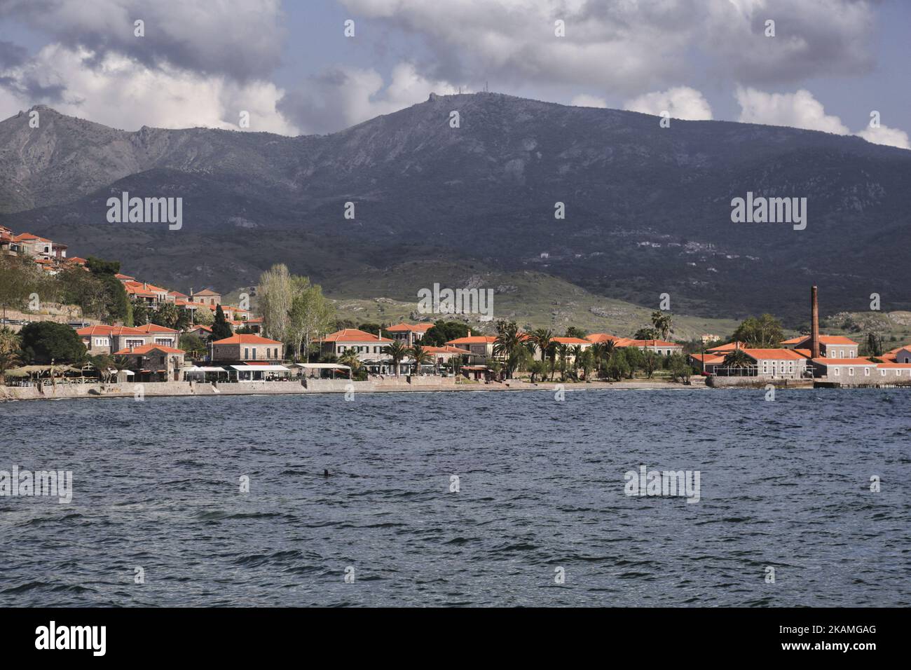 Octapus in water hi-res stock photography and images - Alamy