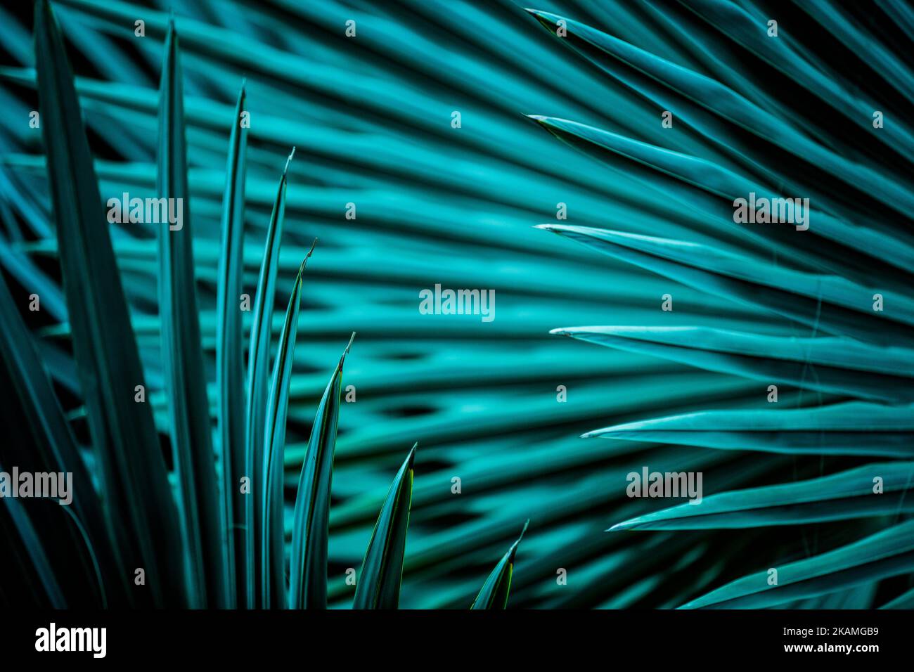 details of Palm leafs in different shades and colors Stock Photo - Alamy