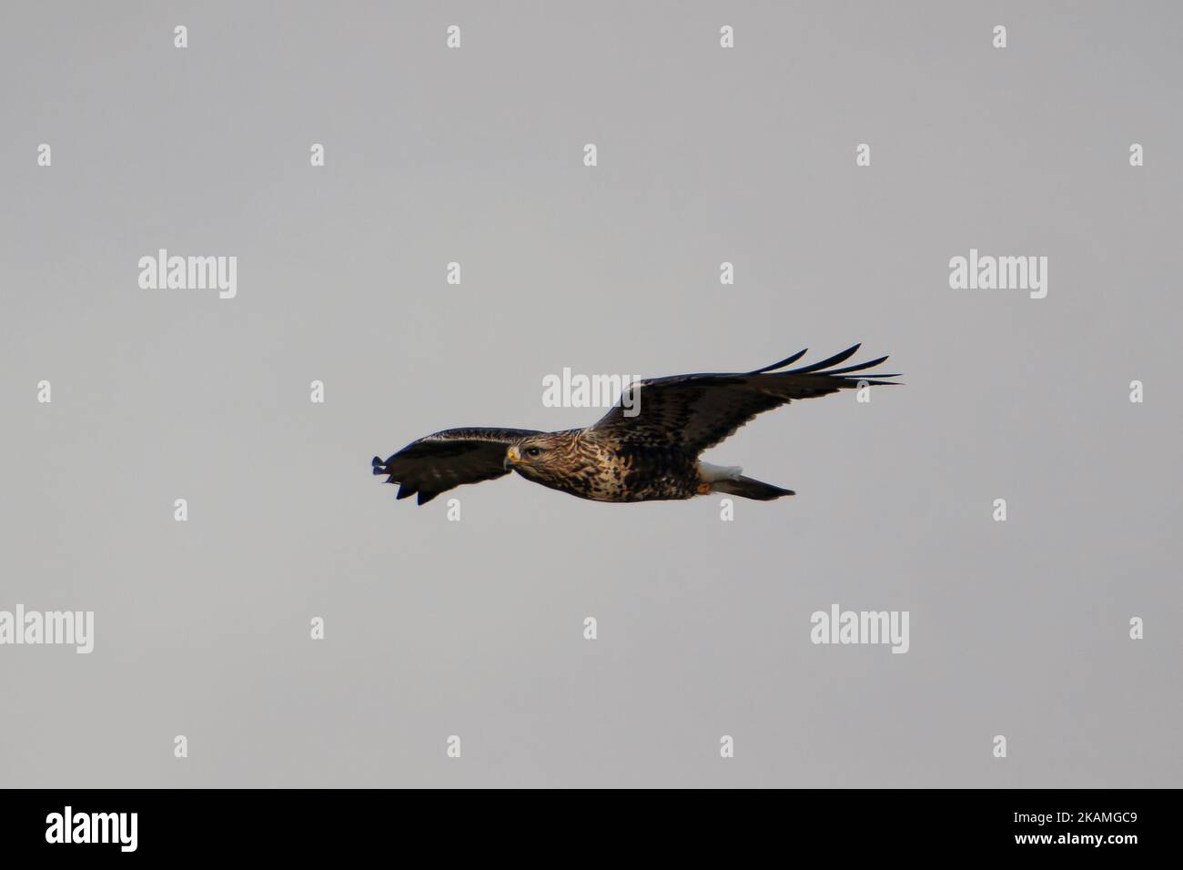 A big steppe eagle (Aquila nipalensis) during flight isolated on an ...
