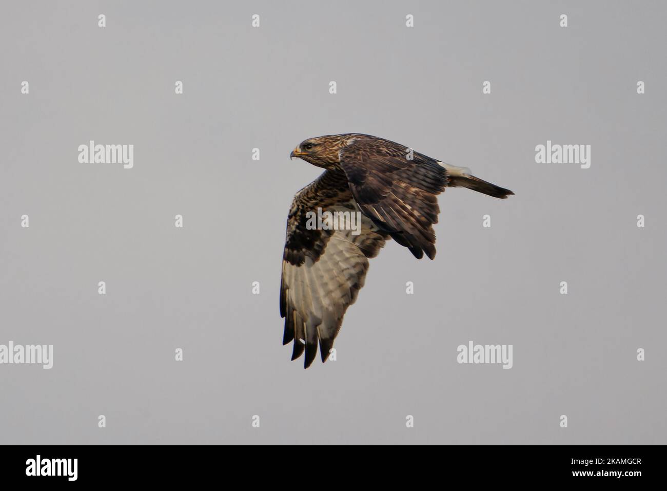A big steppe eagle (Aquila nipalensis) during flight isolated on an ...