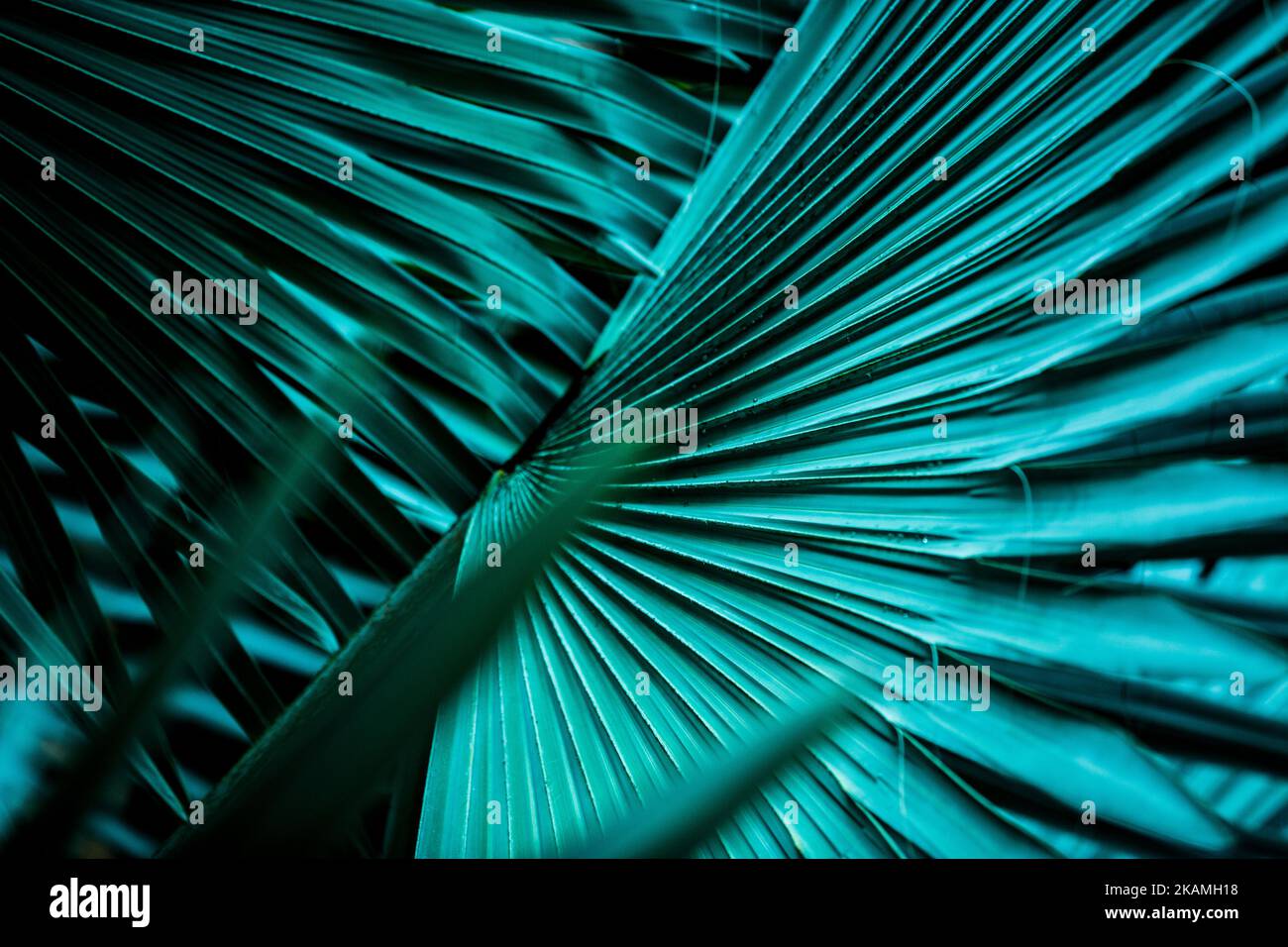 details of Palm leafs in different shades and colors Stock Photo - Alamy