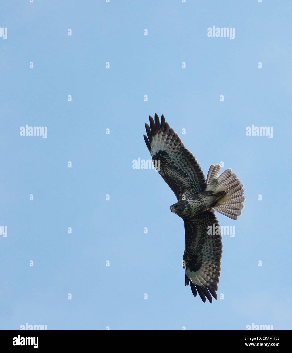 Photographing buzzards hi-res stock photography and images - Alamy