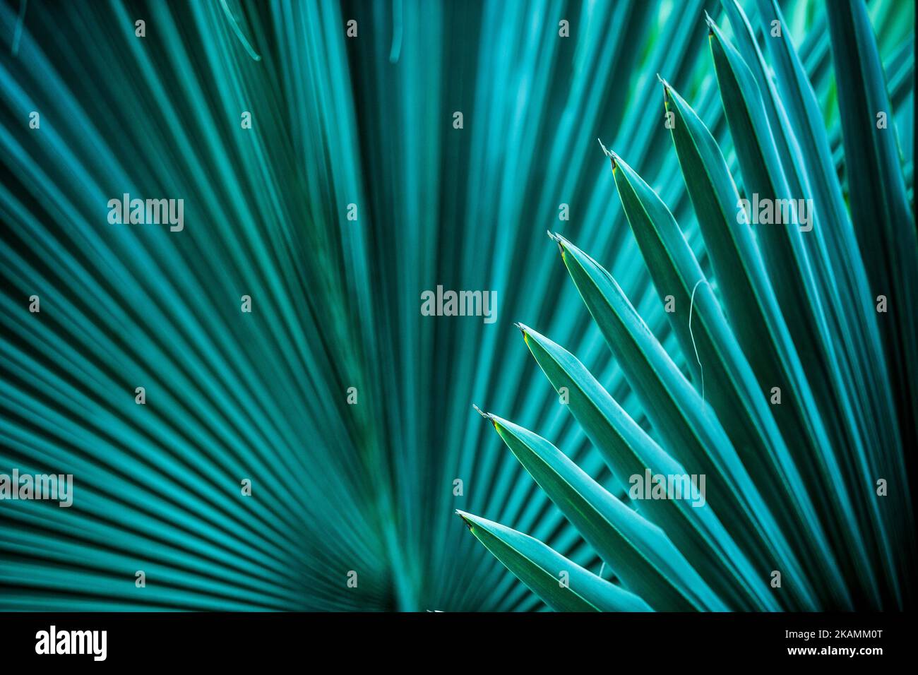 details of Palm leafs in different shades and colors Stock Photo - Alamy