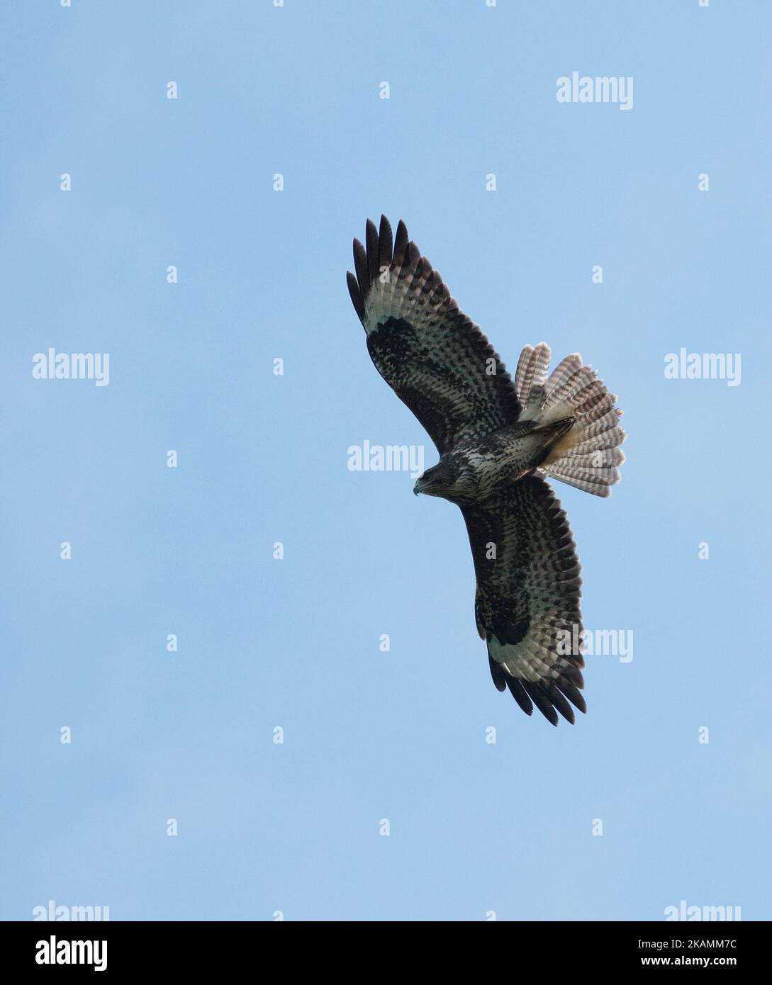 Juvenile buzzards hi-res stock photography and images - Alamy